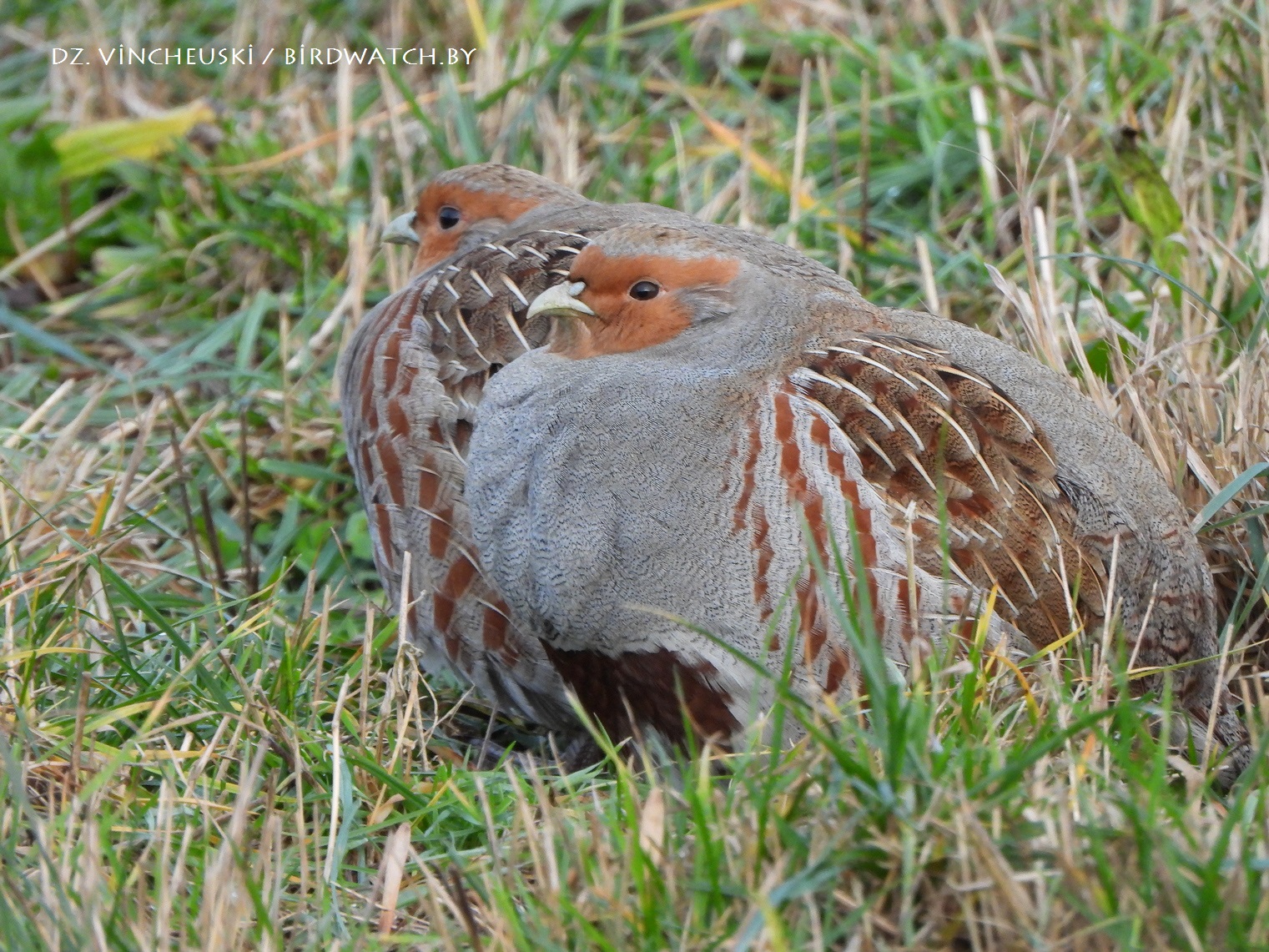 Гарадзкое жыццё шэрых курапатак. Частка IІ: марозны вечар